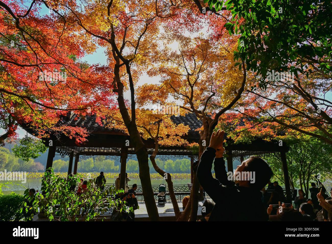 Maple trees at West Lake scenic area attract tourists in Hangzhou City ...