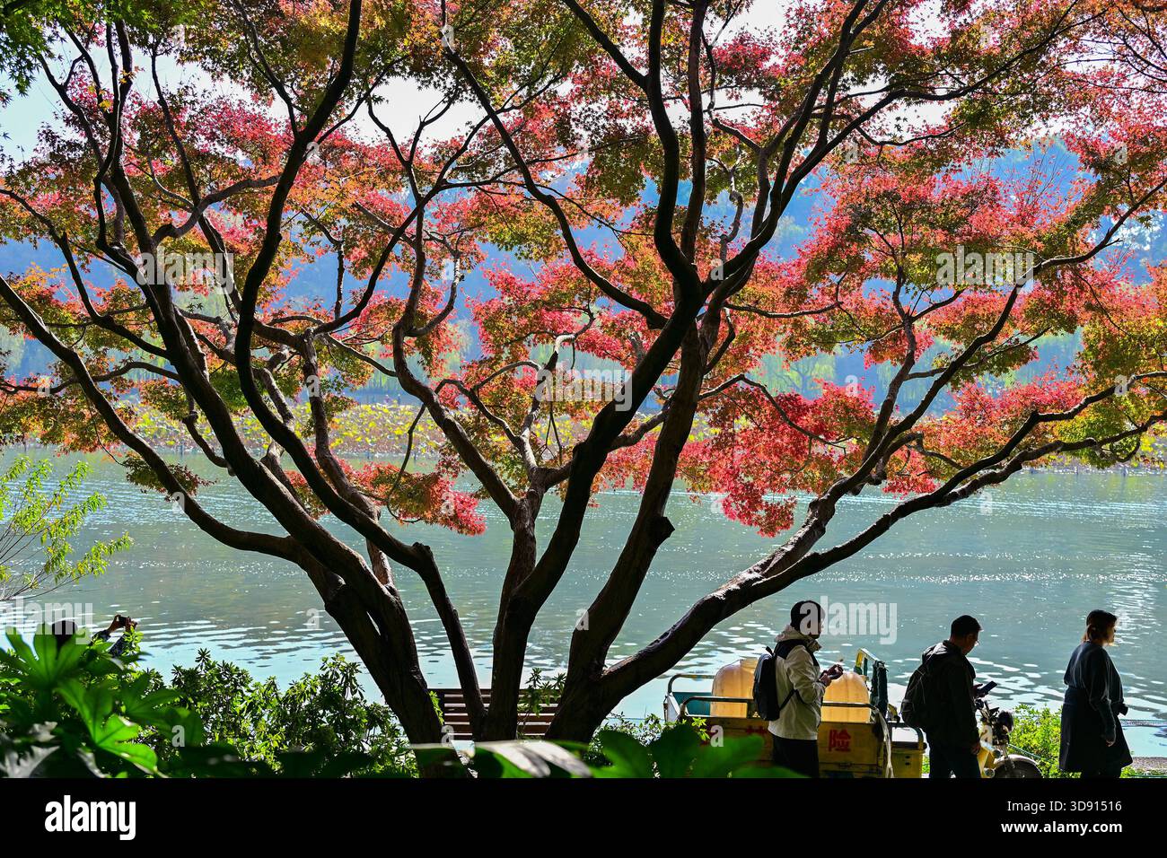 Maple trees at West Lake scenic area attract tourists in Hangzhou City ...