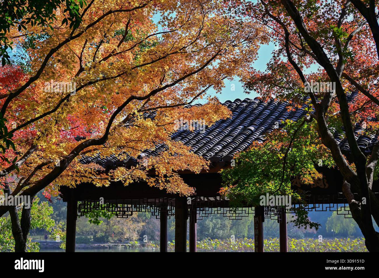 Maple trees at West Lake scenic area attract tourists in Hangzhou City ...