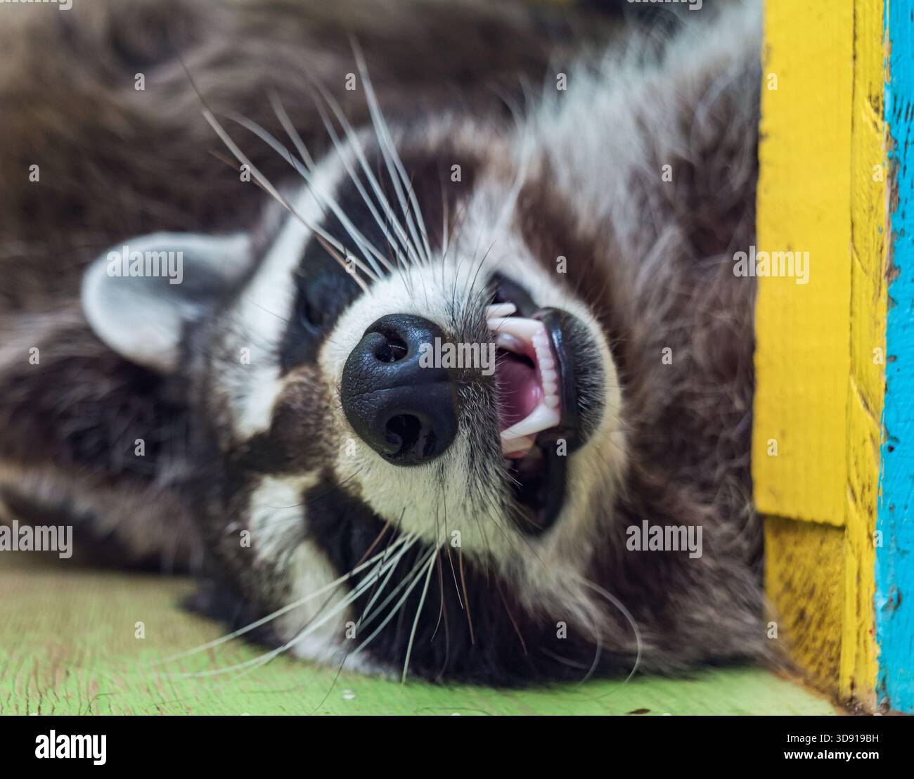 A raccoon is lying upside down with its mouth open, showing its teeth ...