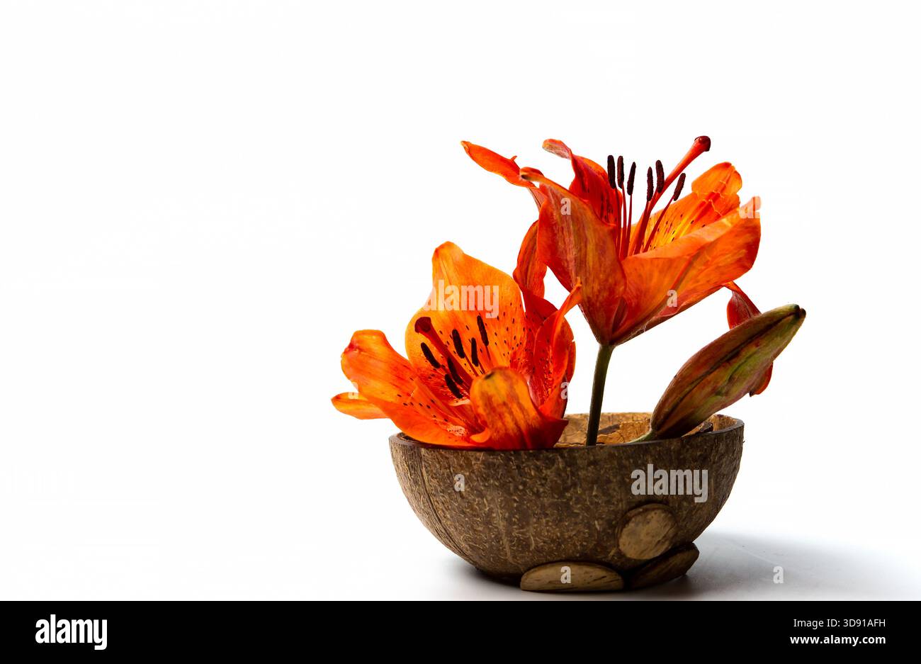 Two vibrant orange lilies showcased against a crisp white background ...