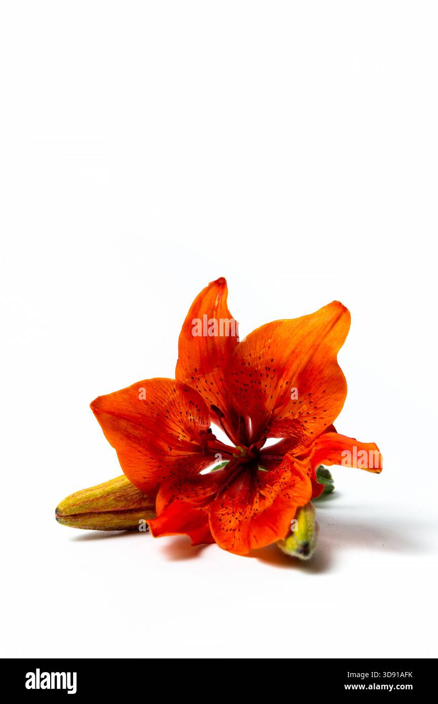 Two vibrant orange lilies showcased against a crisp white background ...