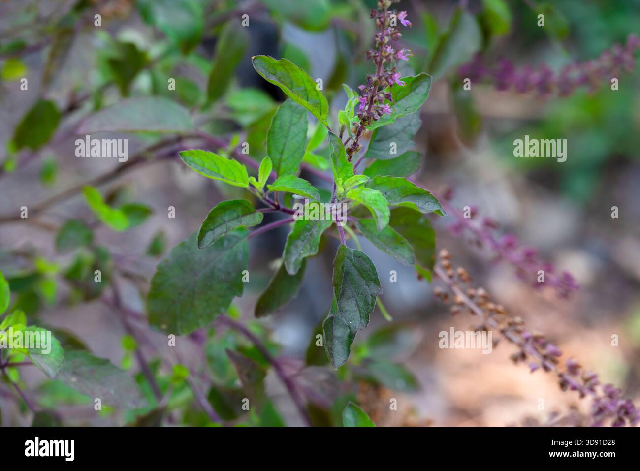 Tulsi or The Holy Basil flower, leaves. Holy basil, Sacred Basil. Tulsi ...