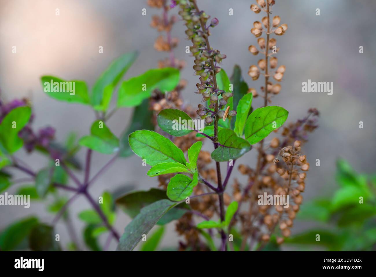 Tulsi or The Holy Basil flower, leaves. Holy basil, Sacred Basil. Tulsi ...