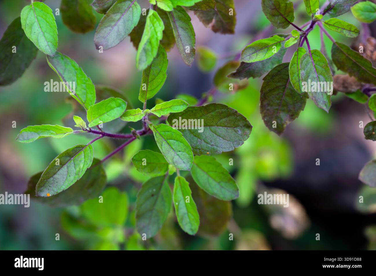 Tulsi or The Holy Basil flower, leaves. Holy basil, Sacred Basil. Tulsi ...