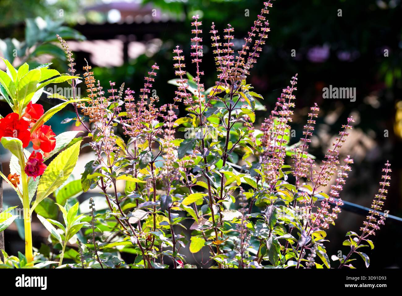 Tulsi or The Holy Basil flower, leaves. Holy basil, Sacred Basil. Tulsi ...