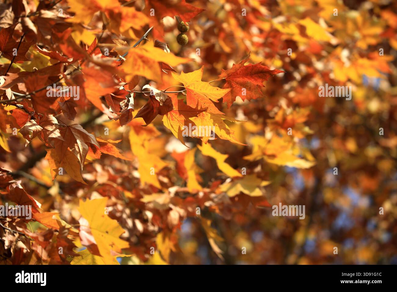 French plane trees in Huai'an City, east China's Jiangsu Province, 30 ...