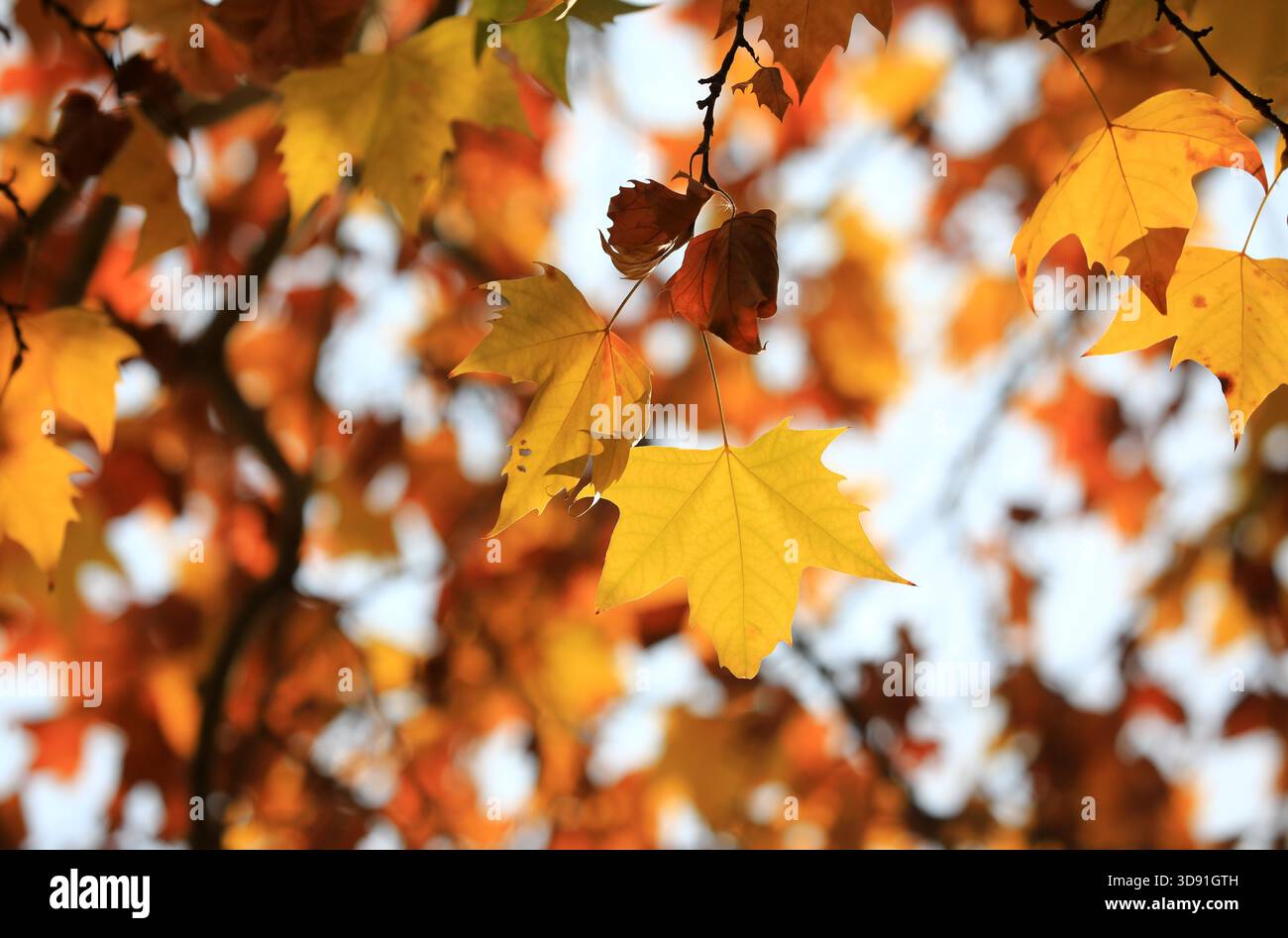 French plane trees in Huai'an City, east China's Jiangsu Province, 30 ...