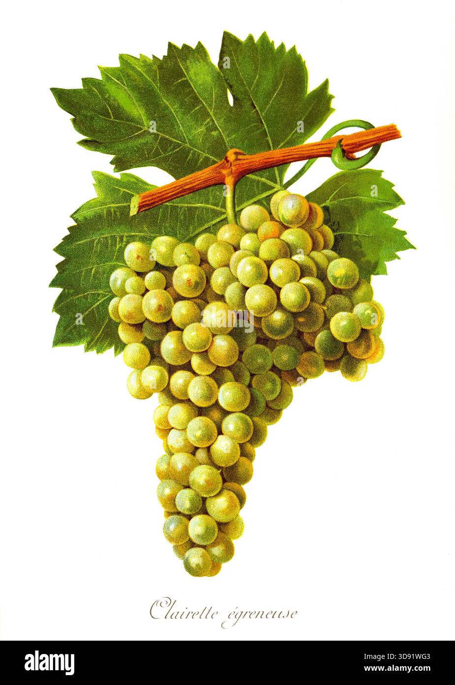 Onologie Cut Out Stock Images & Pictures - Alamy