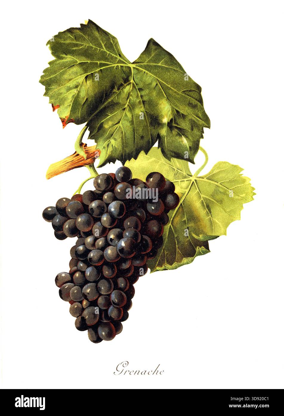 Weinberg i Cut Out Stock Images & Pictures - Alamy