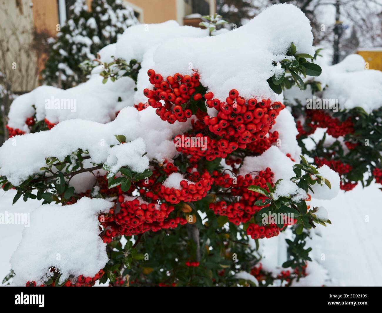 Ruby red holly berries hi-res stock photography and images - Alamy