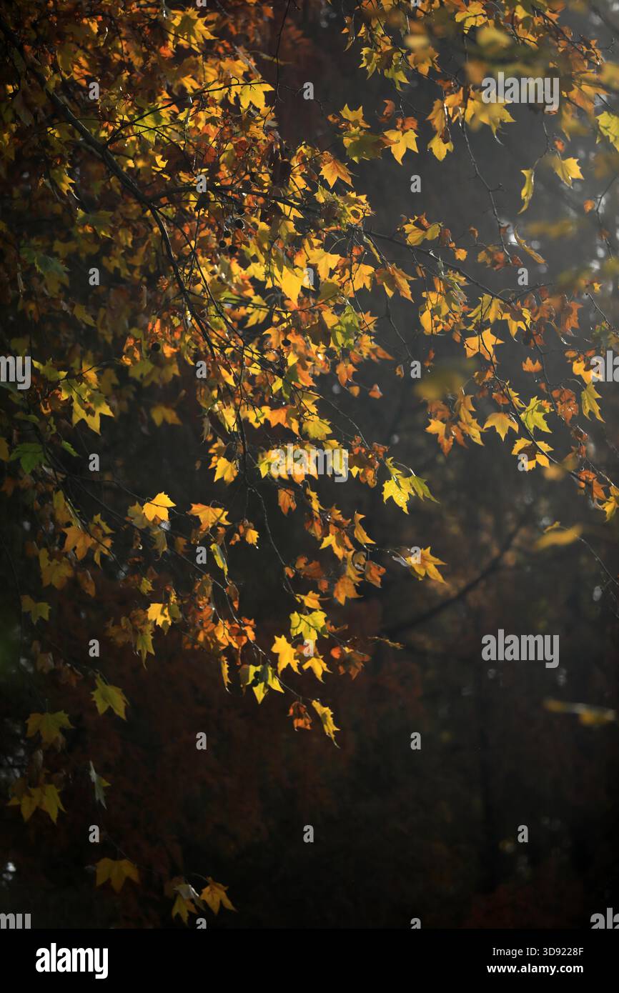 French plane trees in Huai'an City, east China's Jiangsu Province, 30 ...