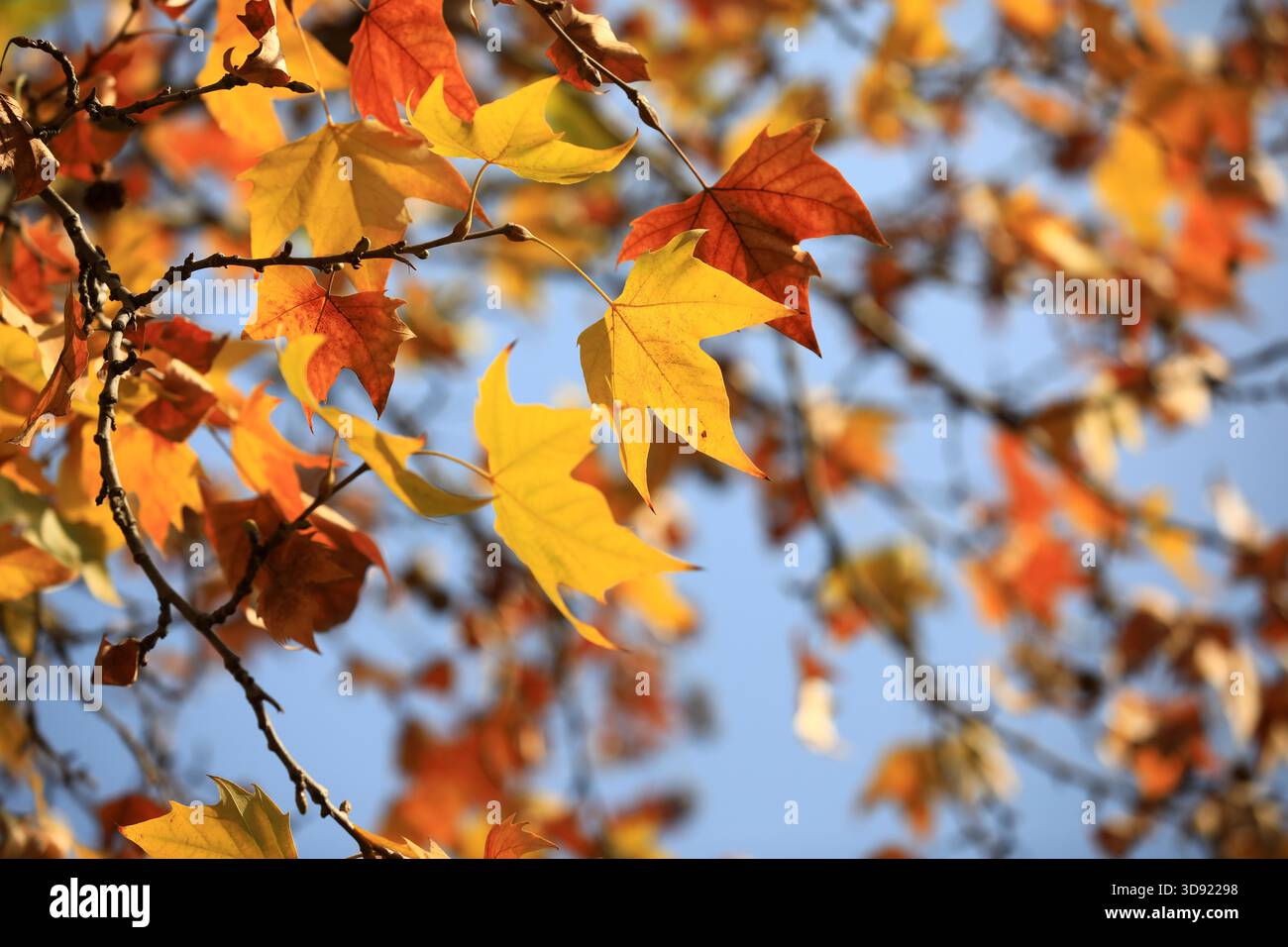 French plane trees in Huai'an City, east China's Jiangsu Province, 30 ...