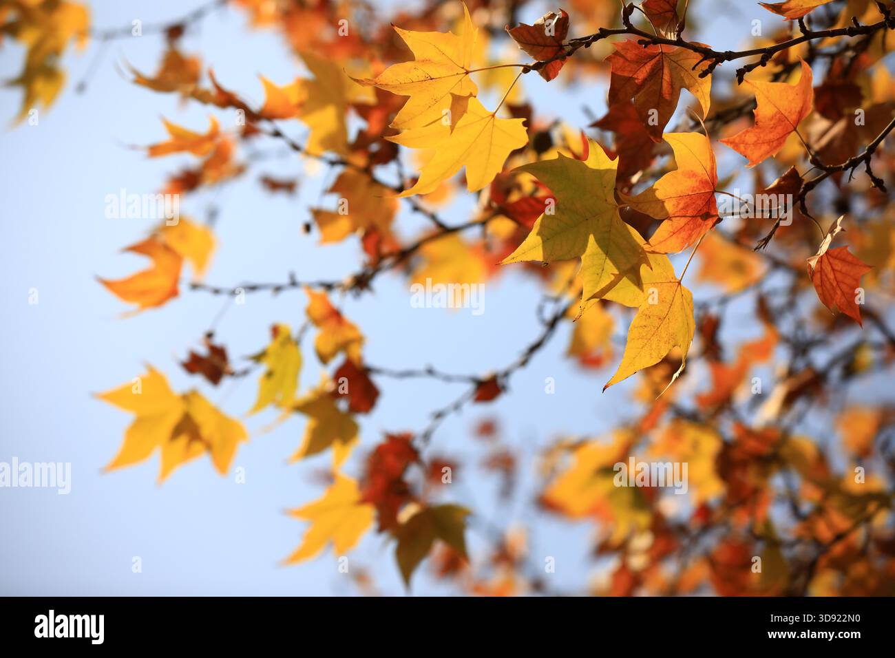 French plane trees in Huai'an City, east China's Jiangsu Province, 30 ...