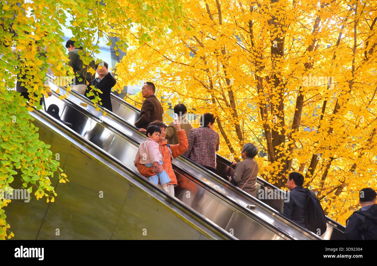 People ride the escalator flanked by ginkgo trees in Hangzhou City ...