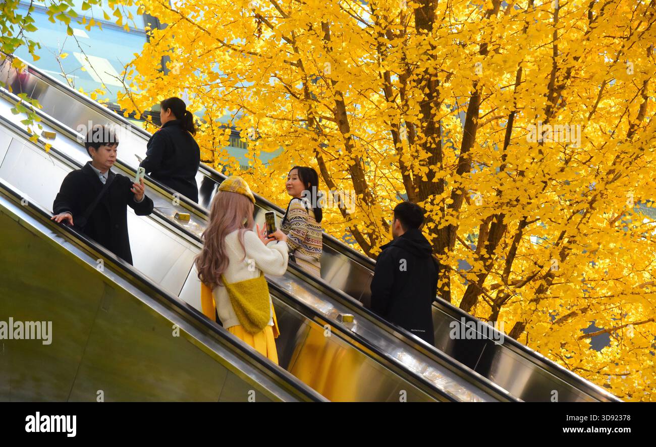 People ride the escalator flanked by ginkgo trees in Hangzhou City ...