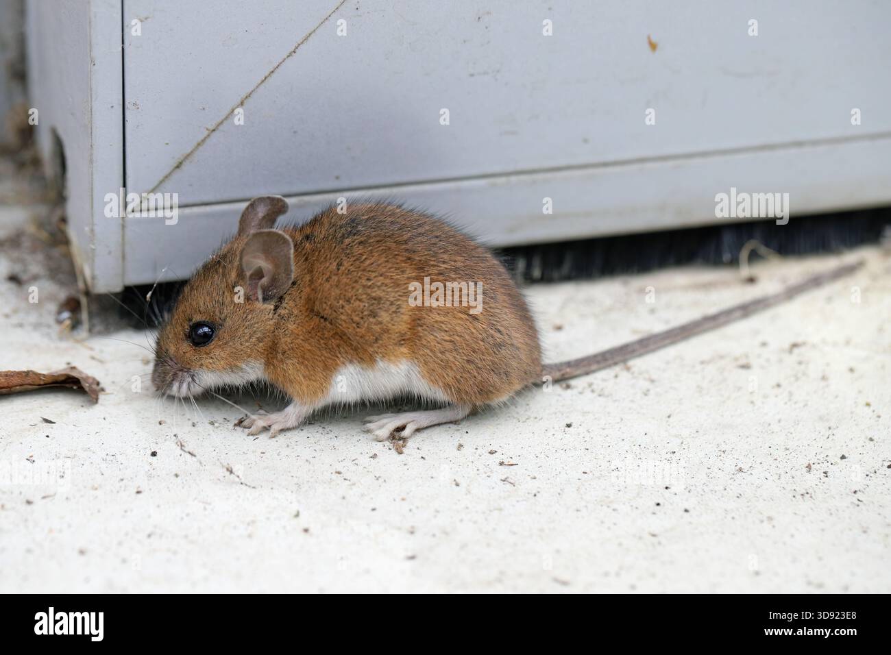 Mouse pests problem hi-res stock photography and images - Alamy