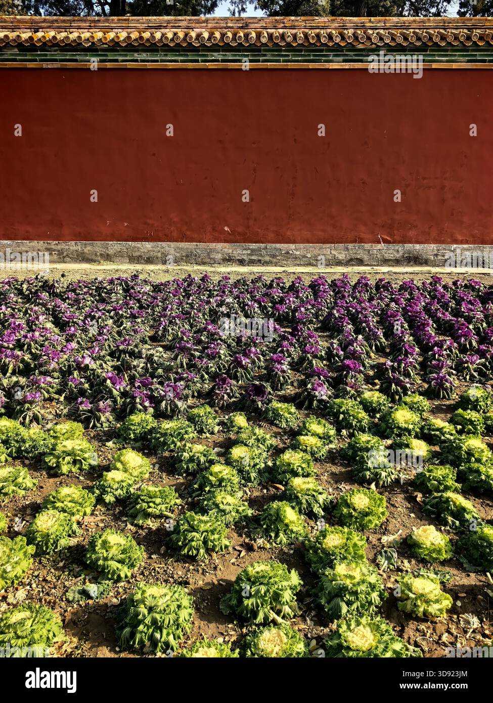 People admire ornamental kale at Jingshan Park in Beijing, China, 29 ...