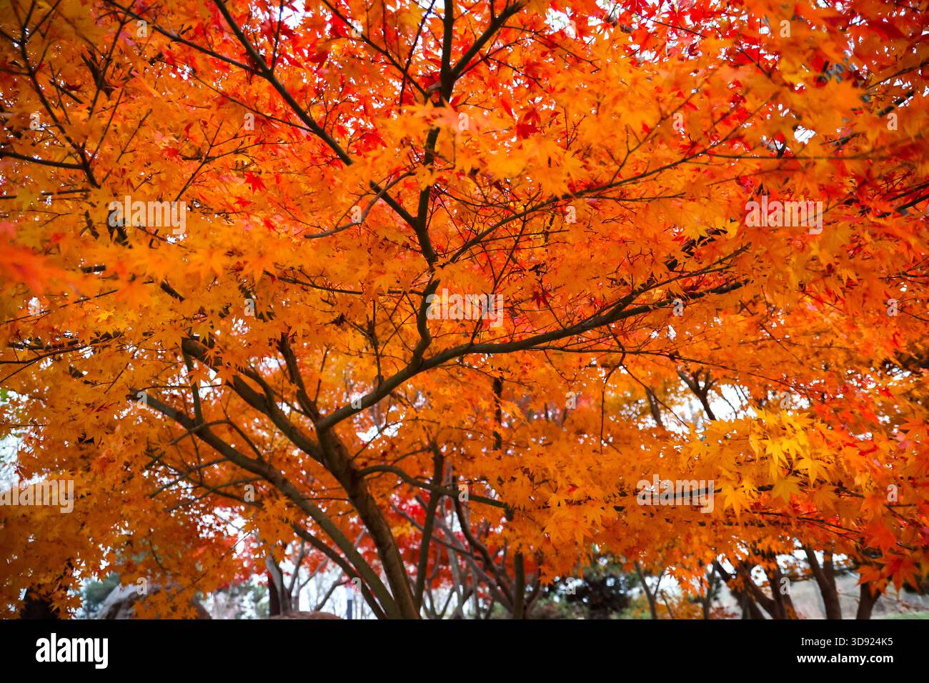 Winter scenery at a wetland in Qingdao City, east China's Shandong ...