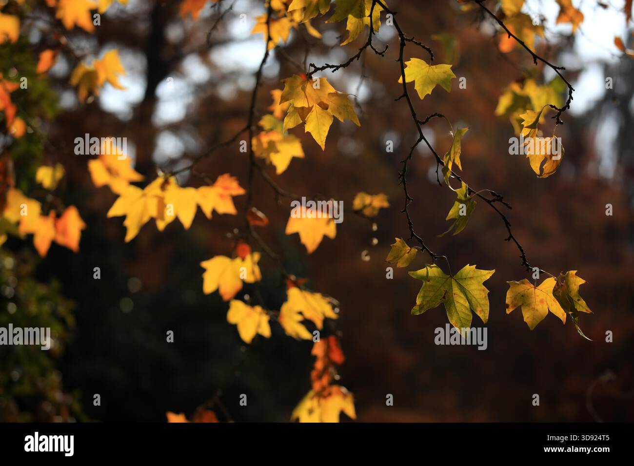 French plane trees in Huai'an City, east China's Jiangsu Province, 30 ...