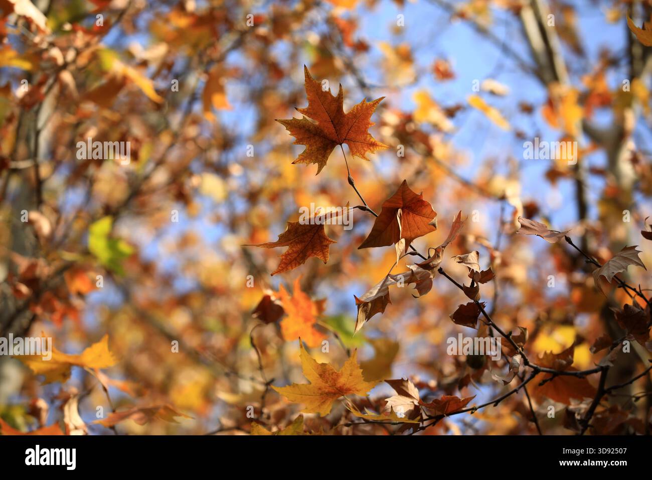 French plane trees in Huai'an City, east China's Jiangsu Province, 30 ...