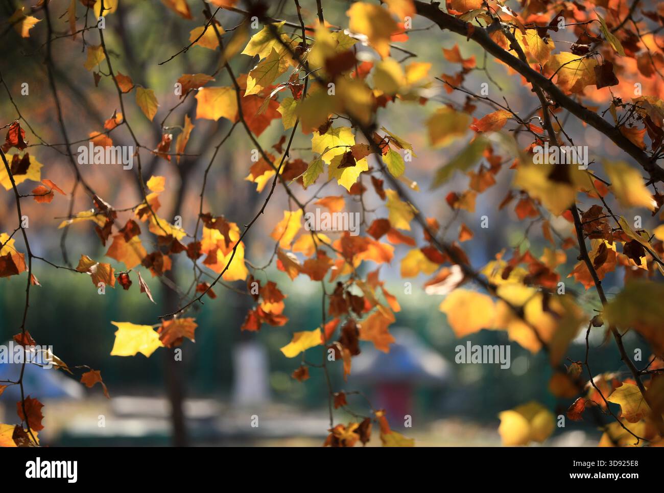 French plane trees in Huai'an City, east China's Jiangsu Province, 30 ...