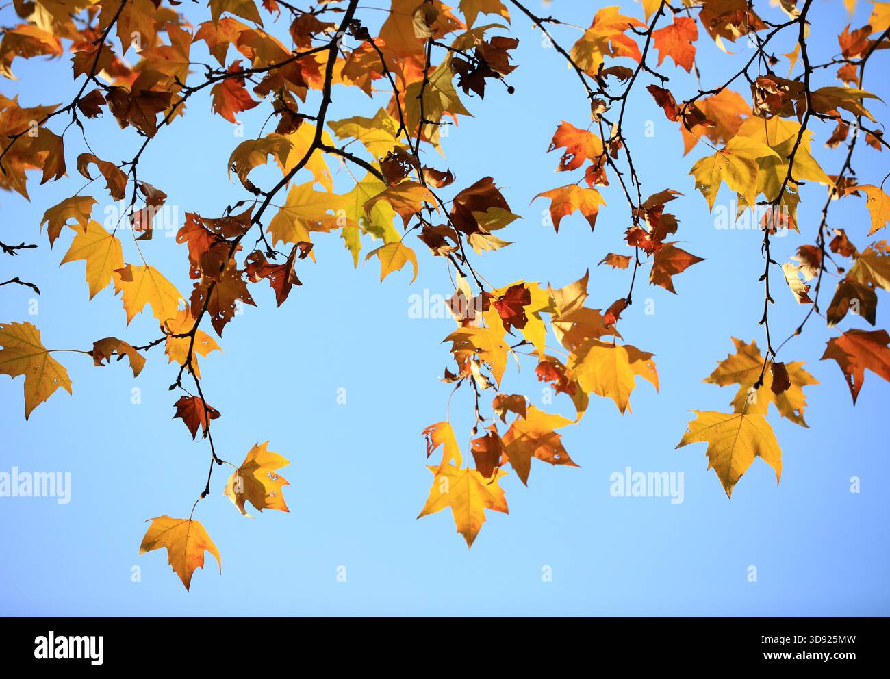 French plane trees in Huai'an City, east China's Jiangsu Province, 30 ...