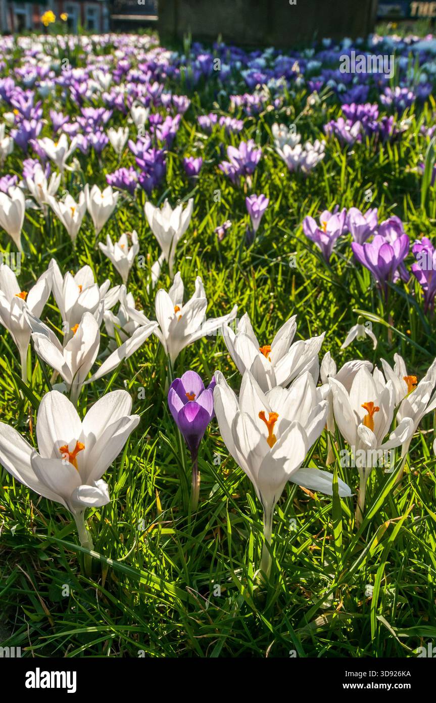 crocus flowers at spring time, st.chad's church, poulton-le-fylde,town ...