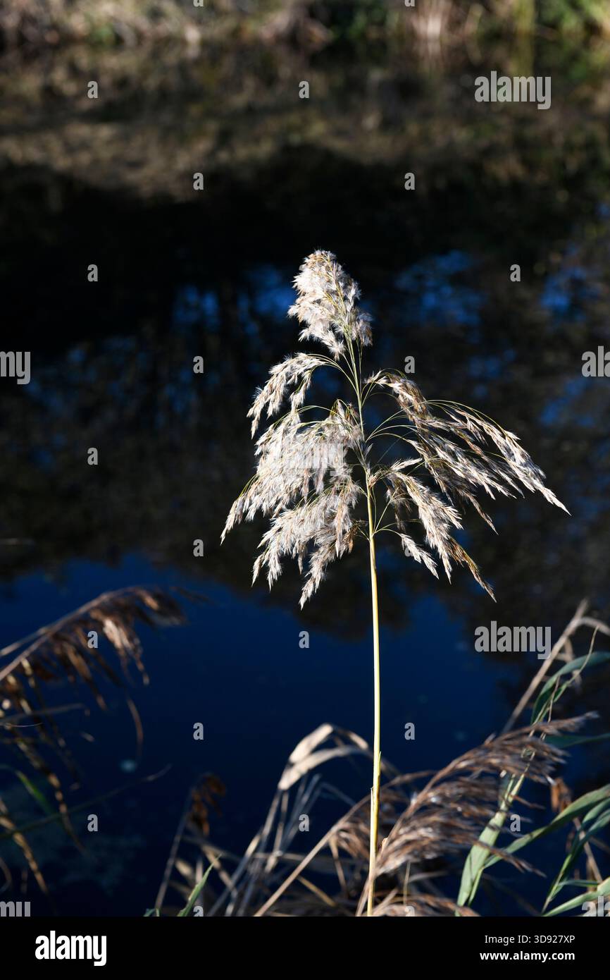 Single ecosystem hi-res stock photography and images - Alamy