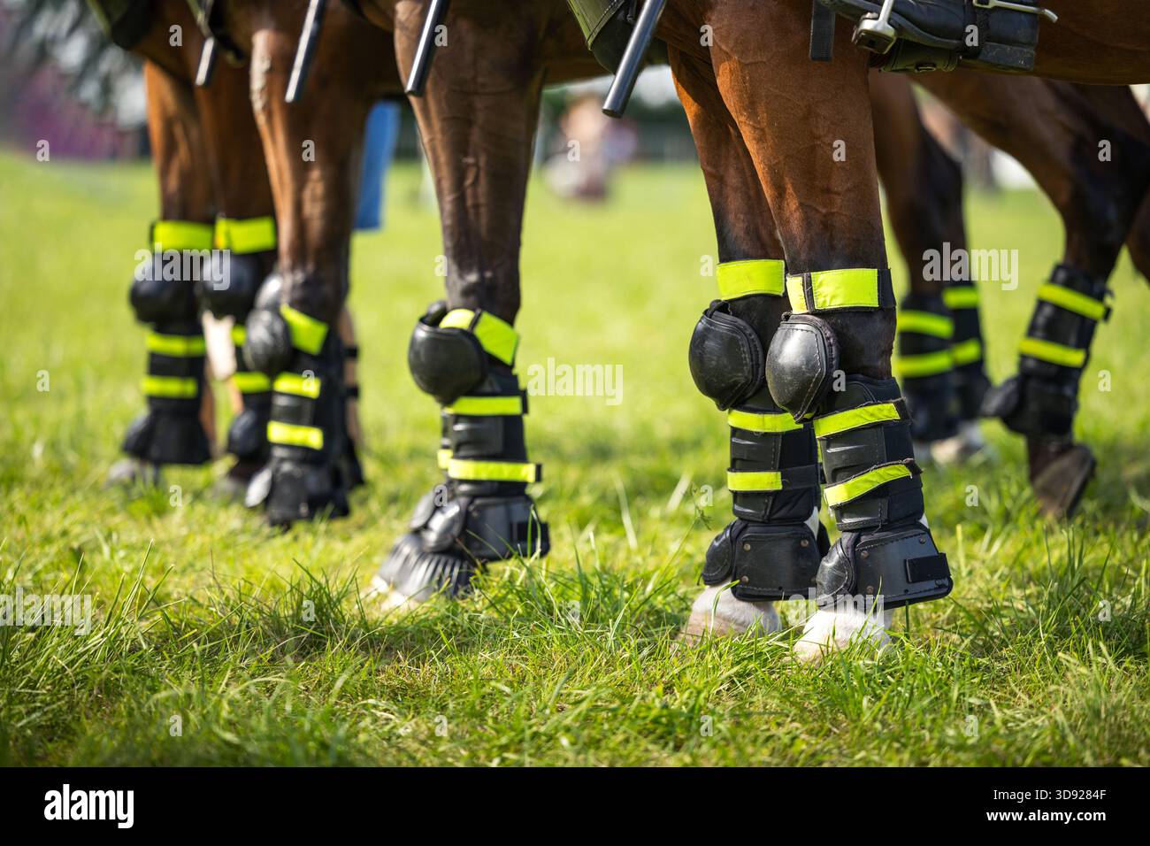 Protective equipment for legs of police horses during intervention of ...