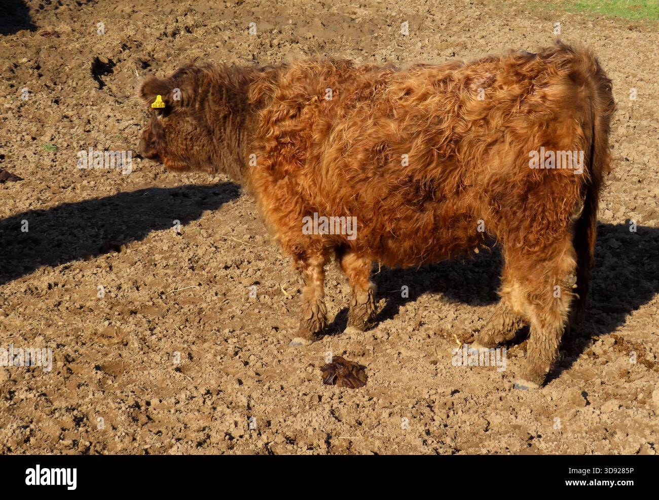 ...Galloway Rind allein in seinem Freiland Revier... Galloway Rind ...