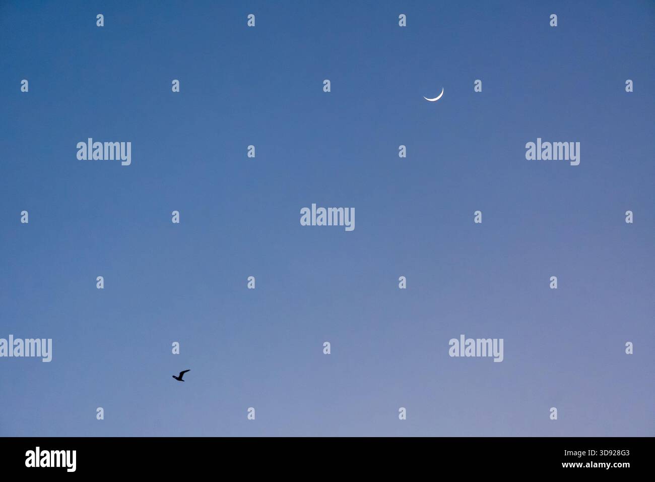 Crescent moon with a flying bird in blue twilight sky Stock Photo - Alamy
