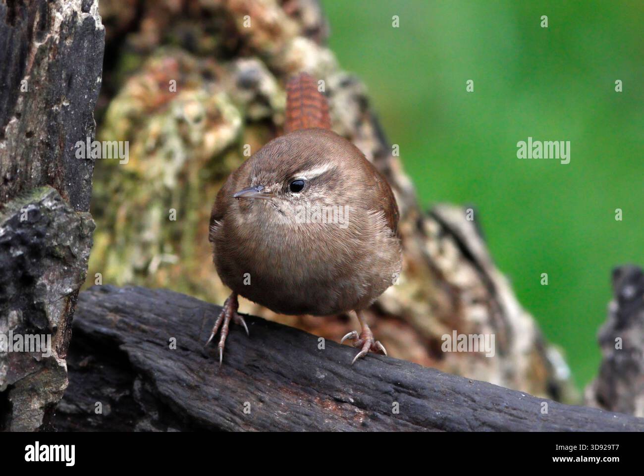Wren bird england hi-res stock photography and images - Alamy