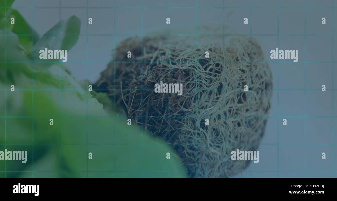 Showing plant root ball revealing pale fibrous roots and dark soil on ...