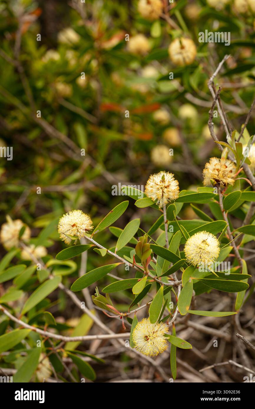 Semi open bottlebrush spikes hi-res stock photography and images - Alamy