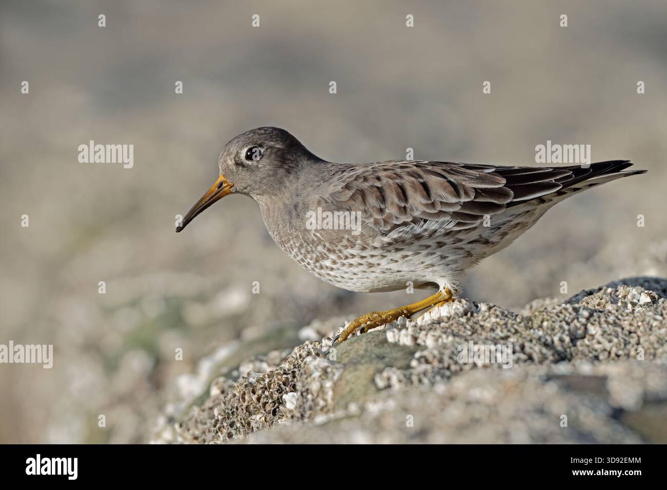 Purple Sandpiper (Calidris maritima) on barnacle encrusted rocks in a ...