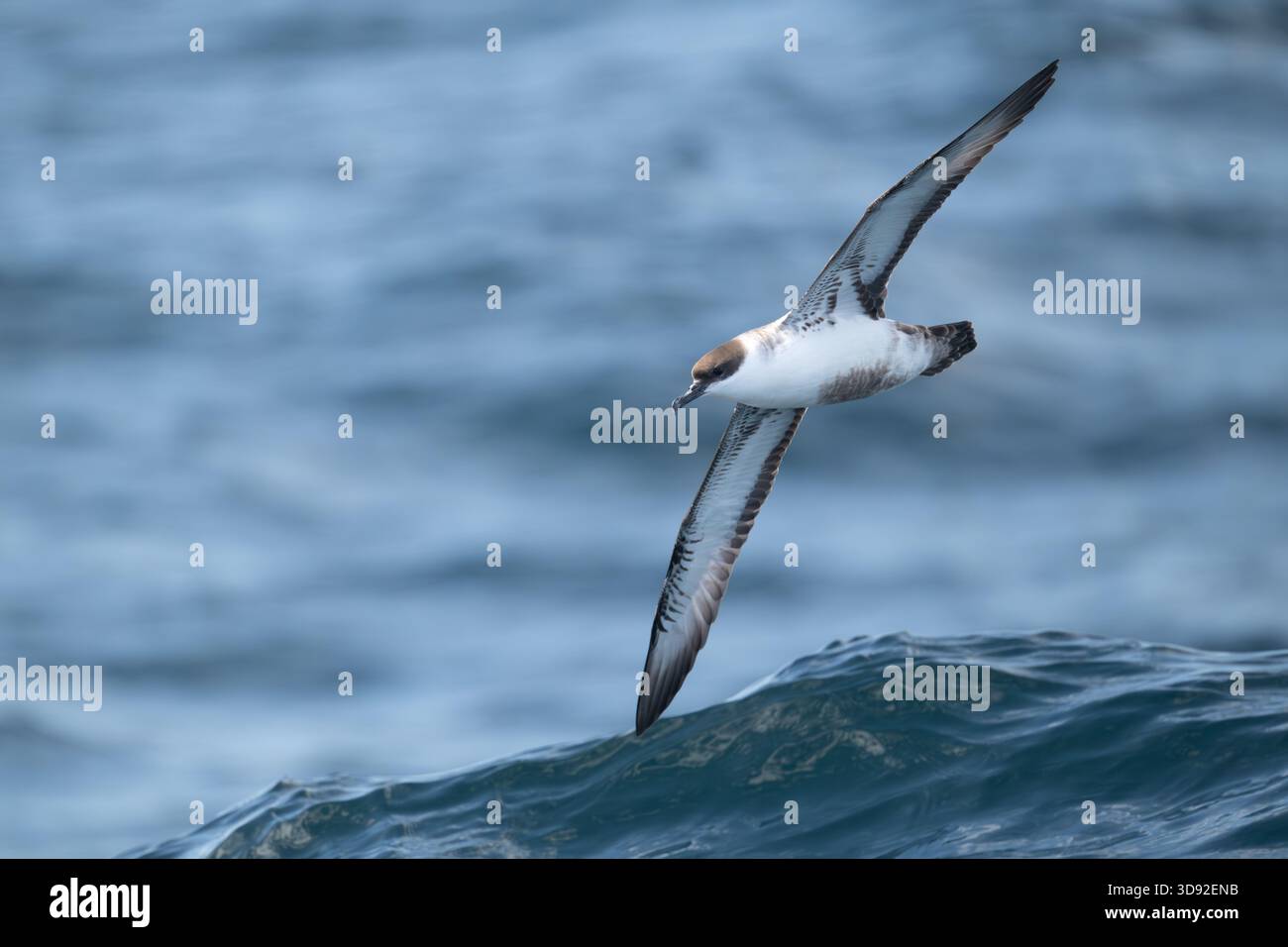 Atlantic ocean dark coastal hi-res stock photography and images - Alamy