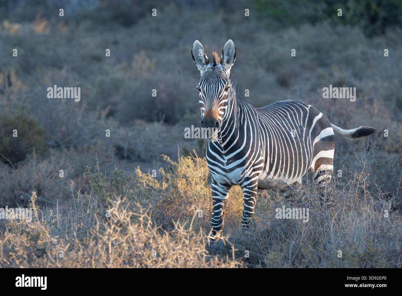 Karoo mountain habitat hi-res stock photography and images - Alamy