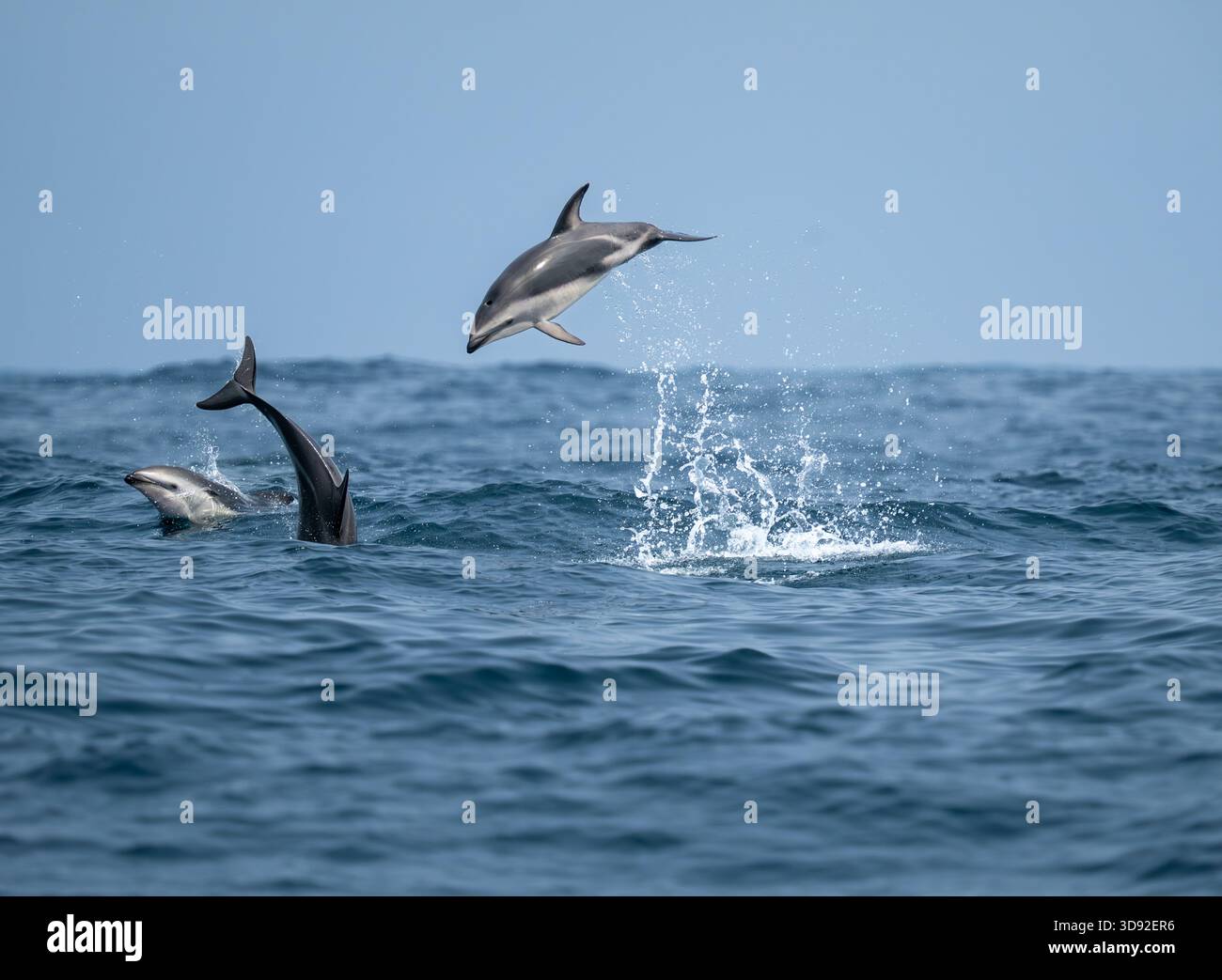 Leaping dusky dolphins lagenorhynchus obscurus hi-res stock photography ...