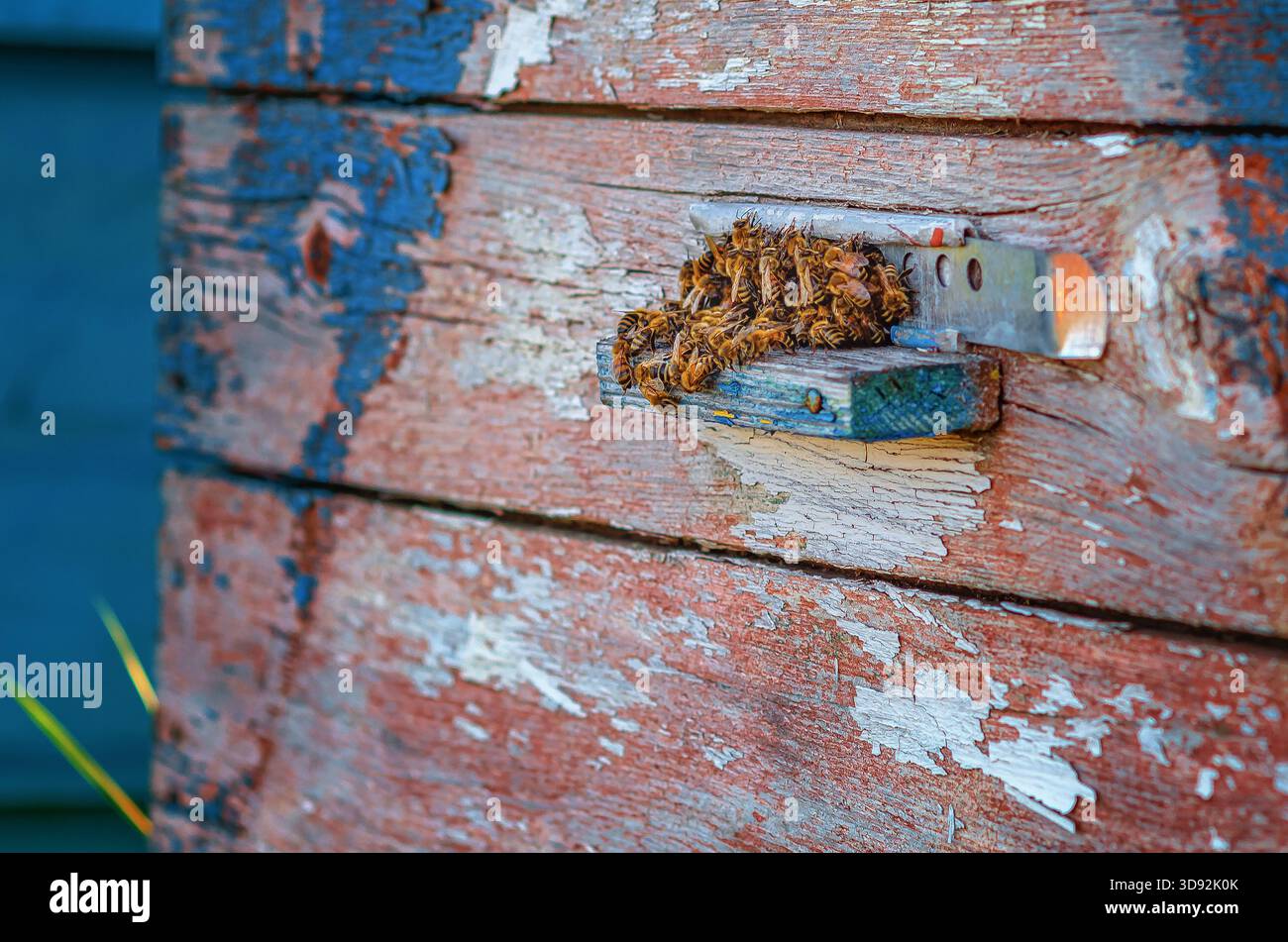 Bees sit on wall of an old, shabby beehive. Bees collect nectar and ...