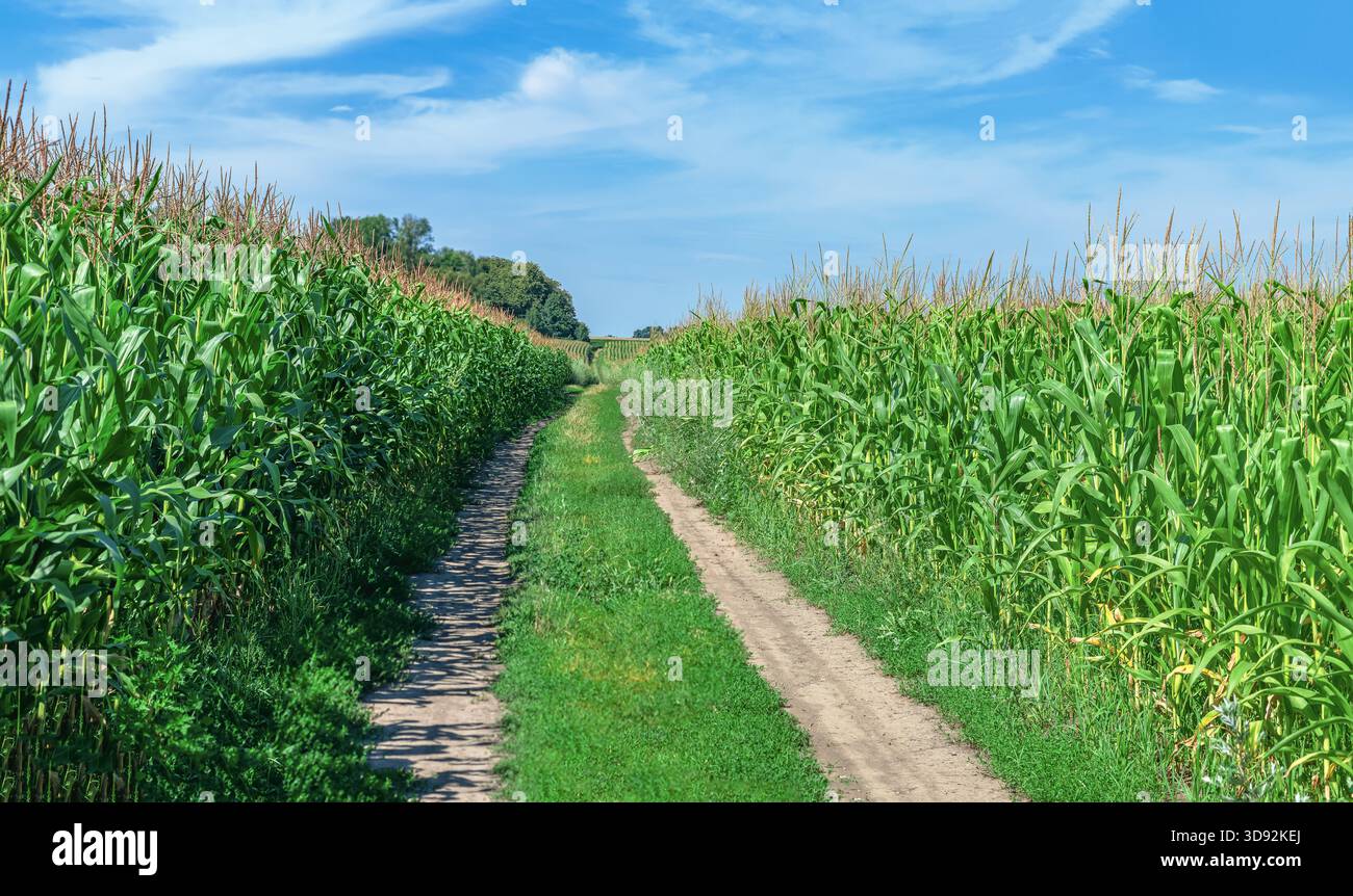 Field road between green natural organic long corn fields. Corn is ...