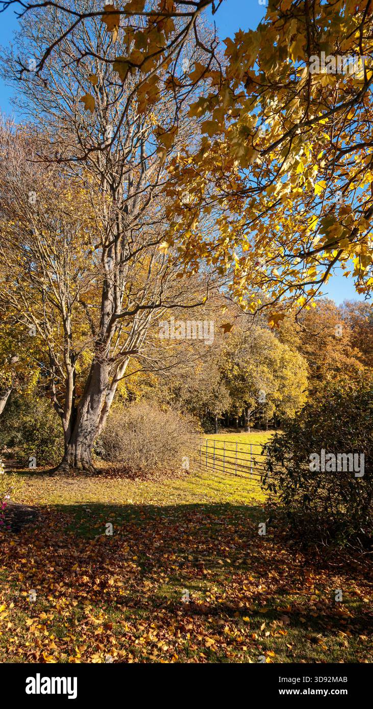 Autumnal Colours and light on a country walk, Gibside, County Durham ...
