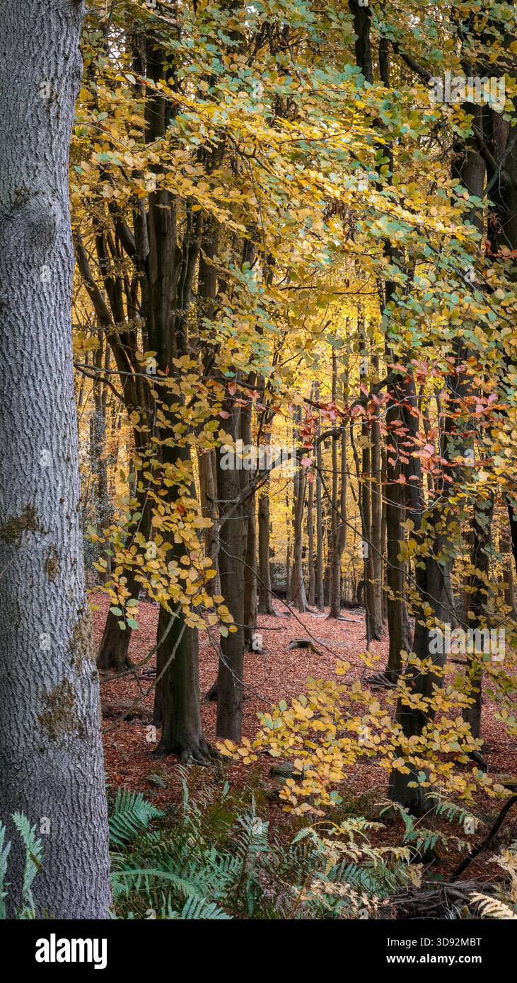 Autumnal Colours and light on a country walk, Gibside, County Durham ...