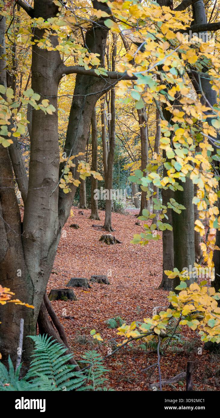 Autumnal Colours and light on a country walk, Gibside, County Durham ...
