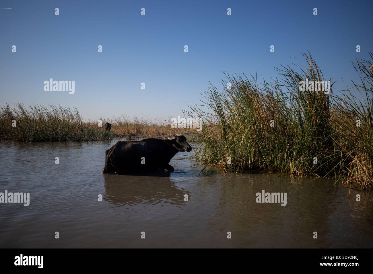 Vegetation structure modification hi-res stock photography and images ...