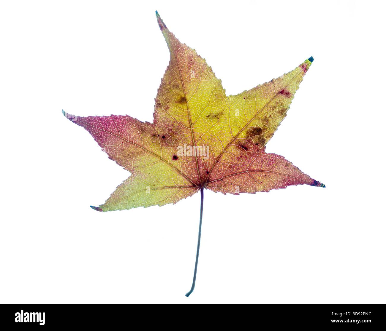 Gold photography backdrop Cut Out Stock Images & Pictures - Alamy