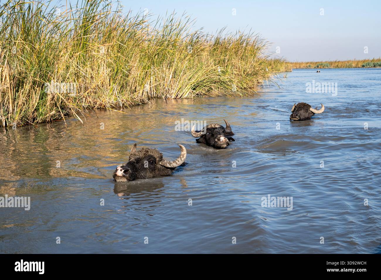 Herd of Marsh Water Buffalo Submerged and Wading Down a Water Channel ...