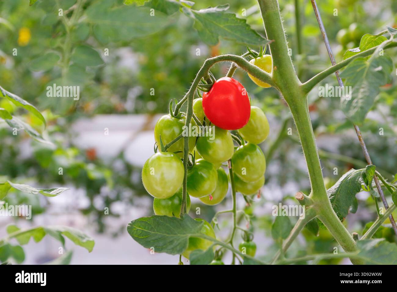 November 6, 2025, Okuma, Fukushima, Japan: Vegetables are seen in the ...
