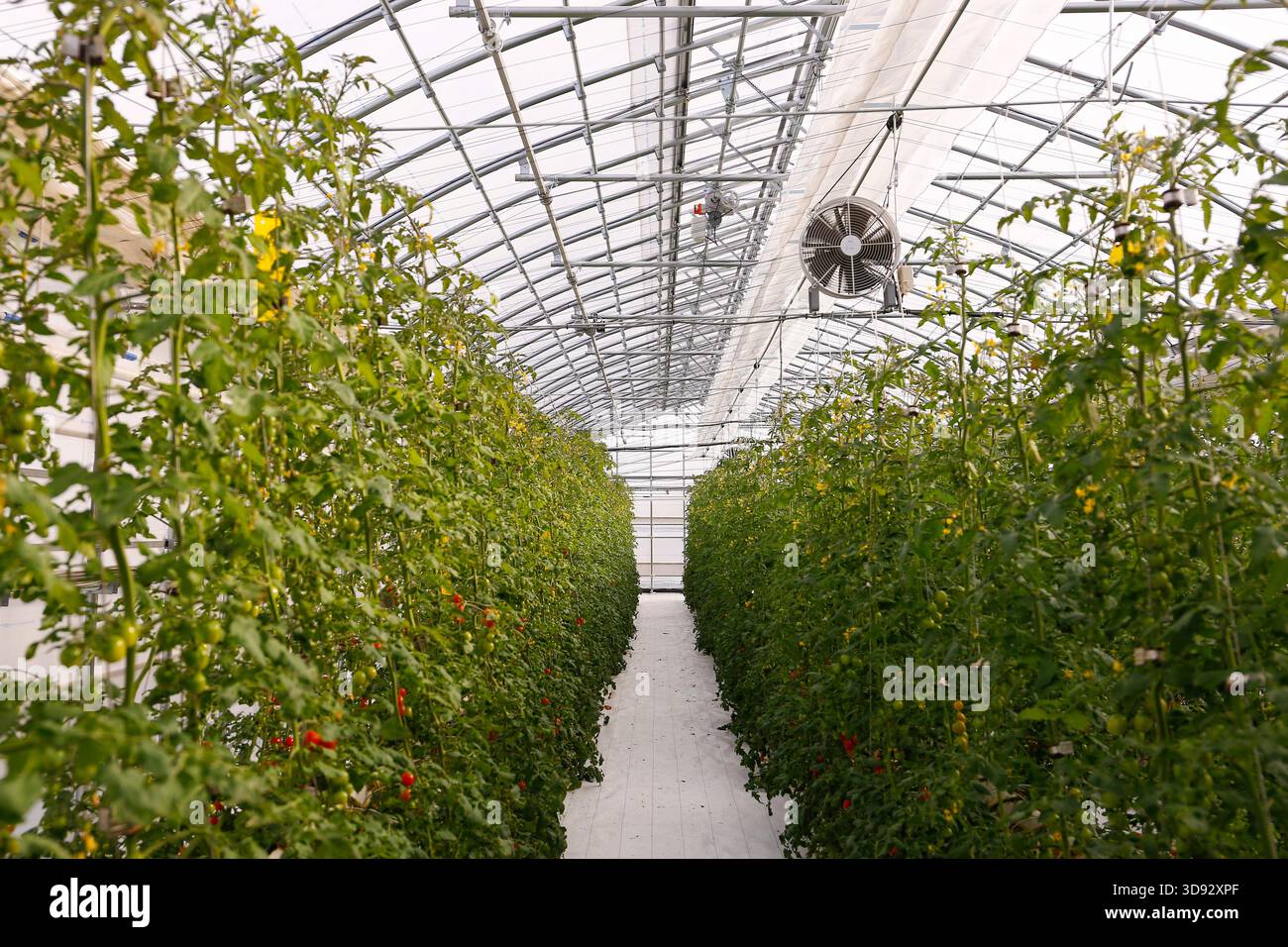 November 6, 2025, Okuma, Fukushima, Japan: Vegetables are seen in the ...