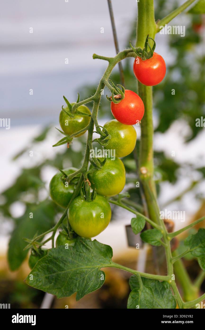 November 6, 2025, Okuma, Fukushima, Japan: Vegetables are seen in the ...